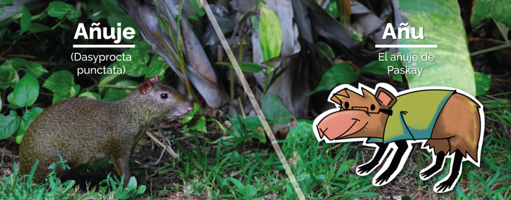 Conoce a Añu, el añuje que ayuda a reforestar la Amazonía - Paskay